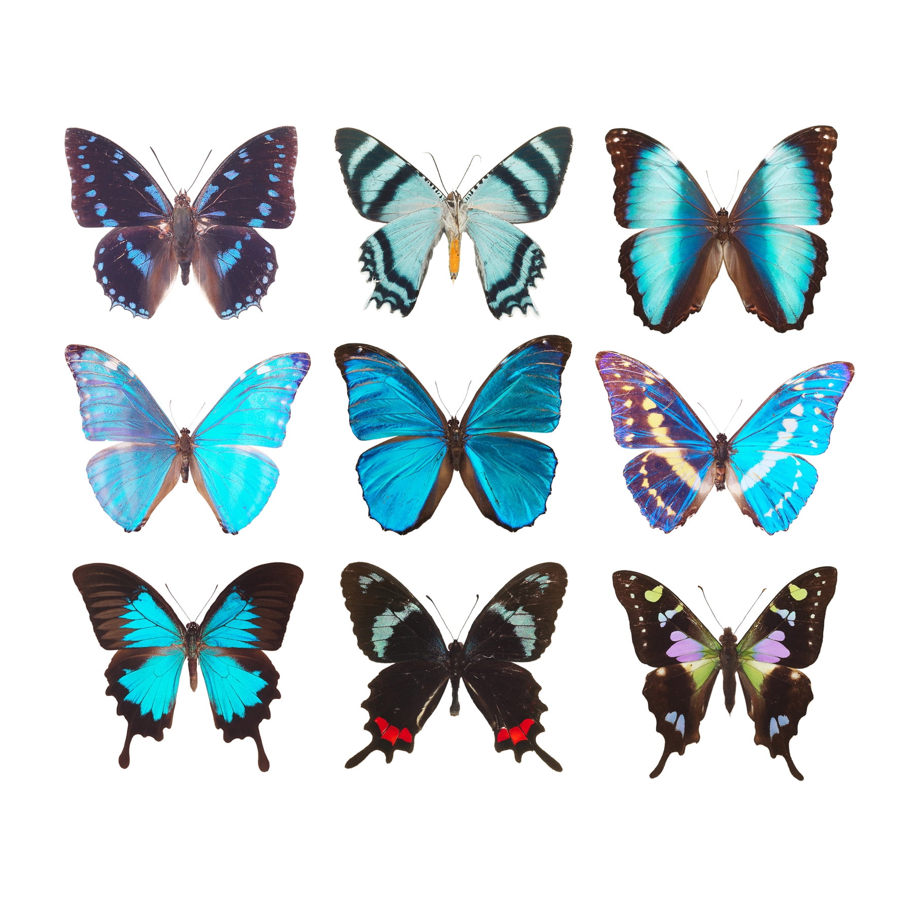 Nine types Butterflies Butterfly Collection Various Colourful Extra ...