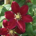 "Niobe Clematis Vine - Majestic Deep Ruby Red - Hardy Zones 4-8 - 2.5 ...