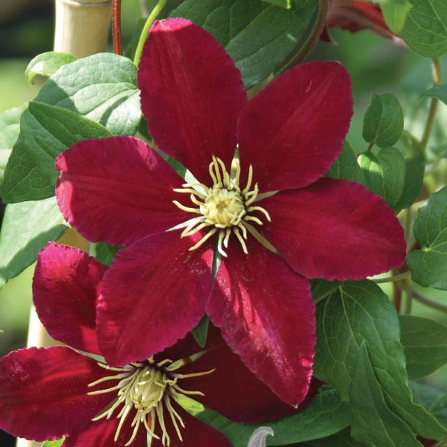 "Niobe Clematis Vine - Majestic Deep Ruby Red - Hardy Zones 4-8 - 2.5 ...