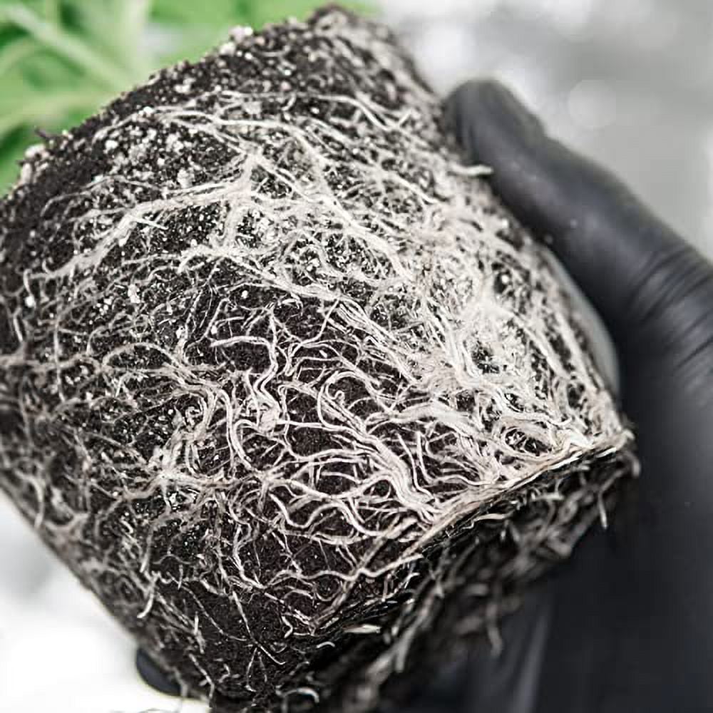 Nitro Hydroponic Nutrients Base (200g) –Nitrogen Fertilizer for Indoor ...