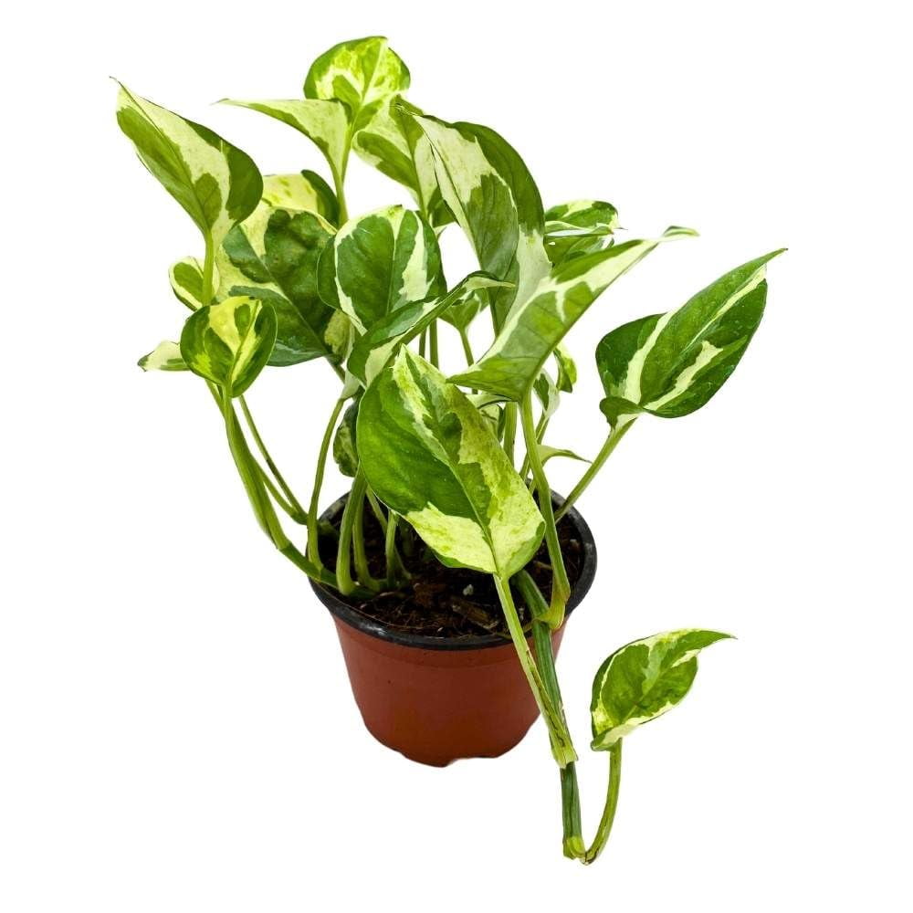 Njoy Pothos, 4 inch, Epipremnum aureum pinnatum Variegated House Plant ...