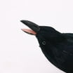 Koite Halloween Crows, Realistic Black Bird Decorations, 6pcs Feathered ...