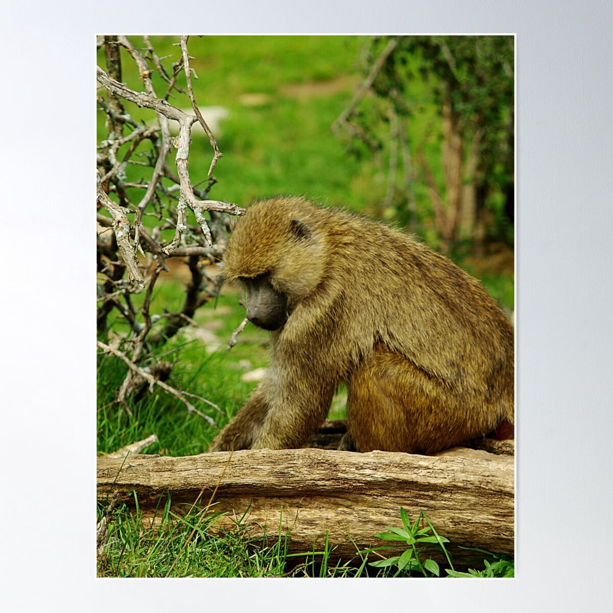 No Business Like Monkey Business Poster Wall Art, Modern Wall Decor For ...