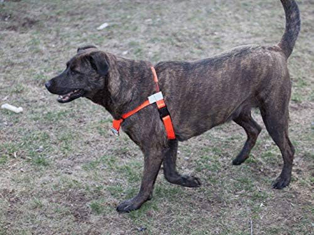 No-Choke No-Pull Front-Leading Dog Harnesses - Sportso Doggo Edition ...