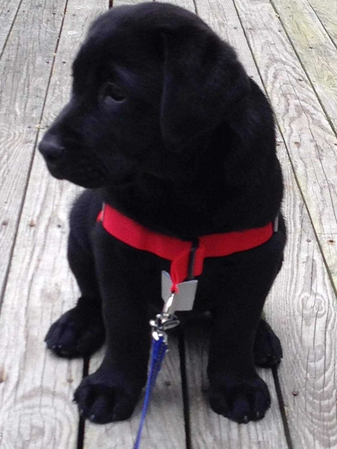 No-Choke No-Pull Front-Leading Dog Harnesses - Sportso Doggo Edition ...