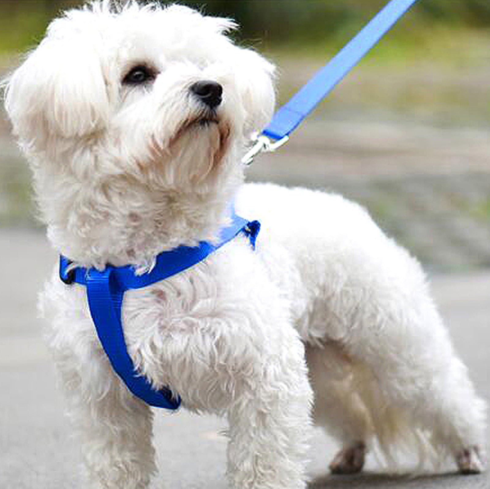 No Pull Dog Pet Harnesses Collars Leashes Step in Basic Puppy Walking ...