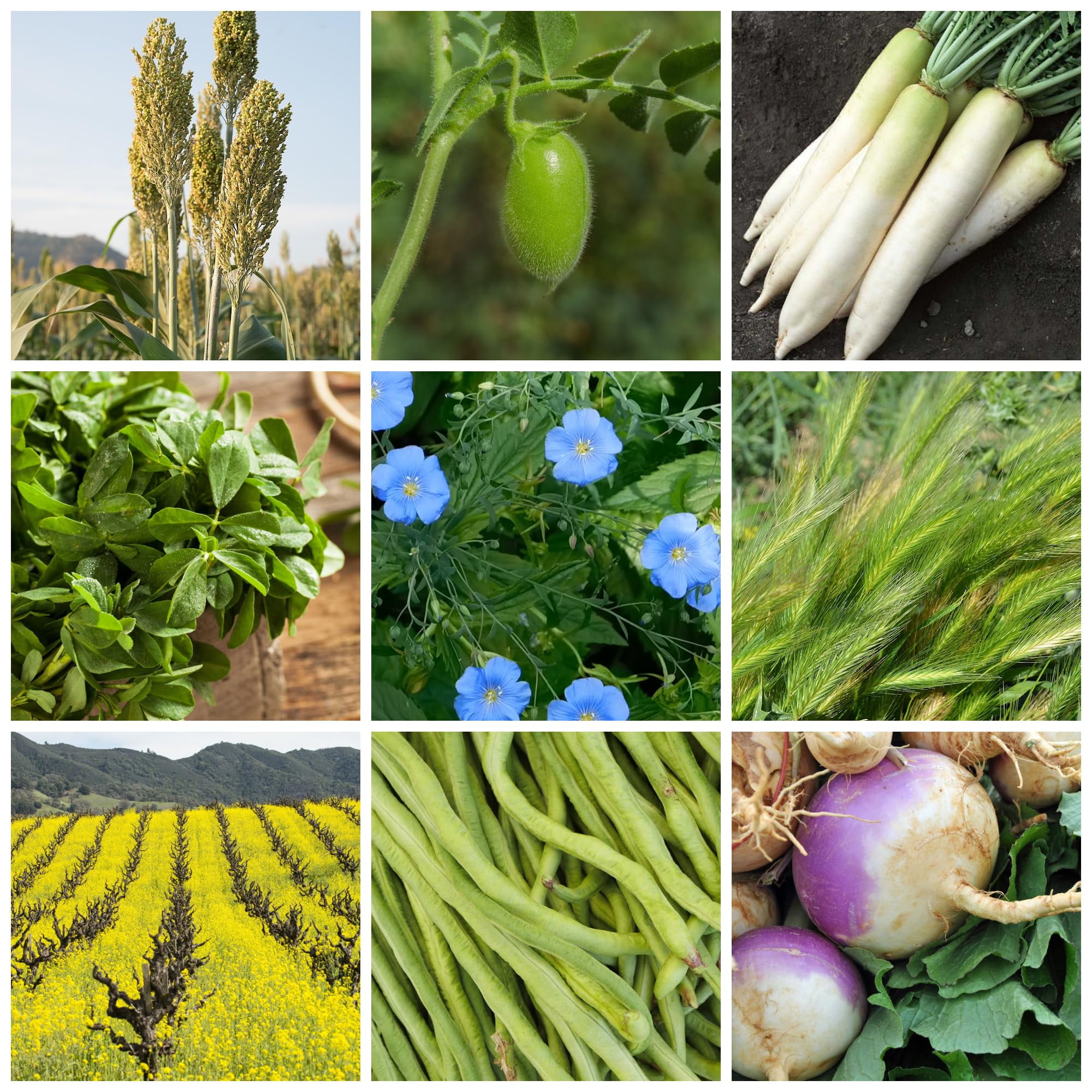 No-Till Forage Friendly Cover Crop Seed AFN1Mix - 1 lb, Covers 1,000 Sq ...