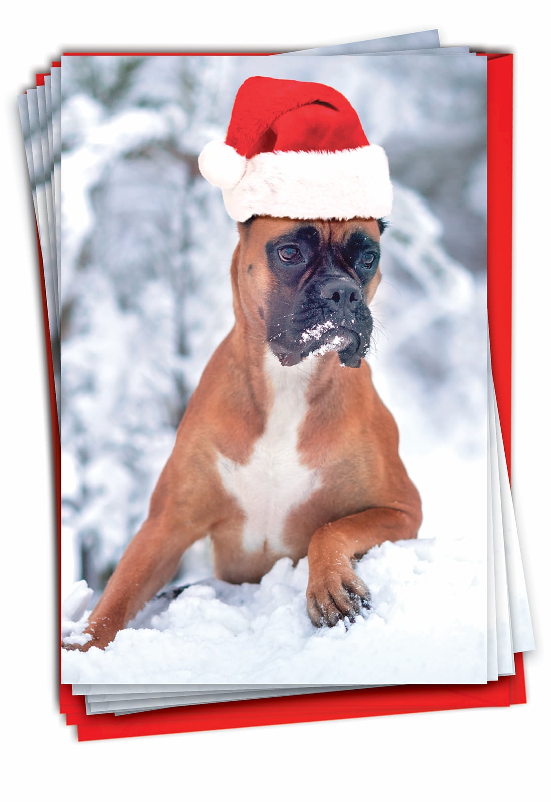 NobleWorks, Best Boxers - 12 Funny Christmas Cards Boxed - Bulk Set ...