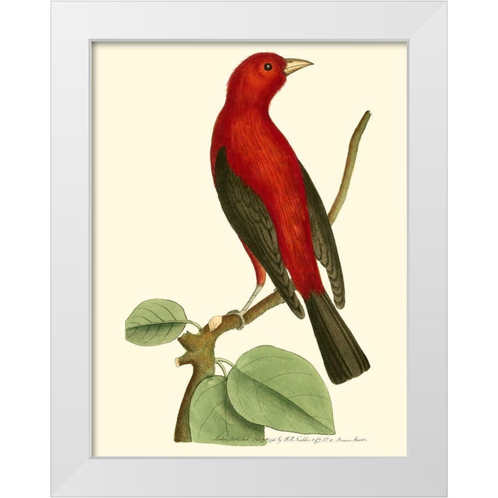 Nodder, Frederick P. 19x24 White Modern Wood Framed Museum Art Print ...