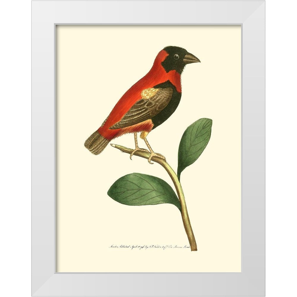 Nodder, Frederick P. 25x32 White Modern Wood Framed Museum Art Print ...