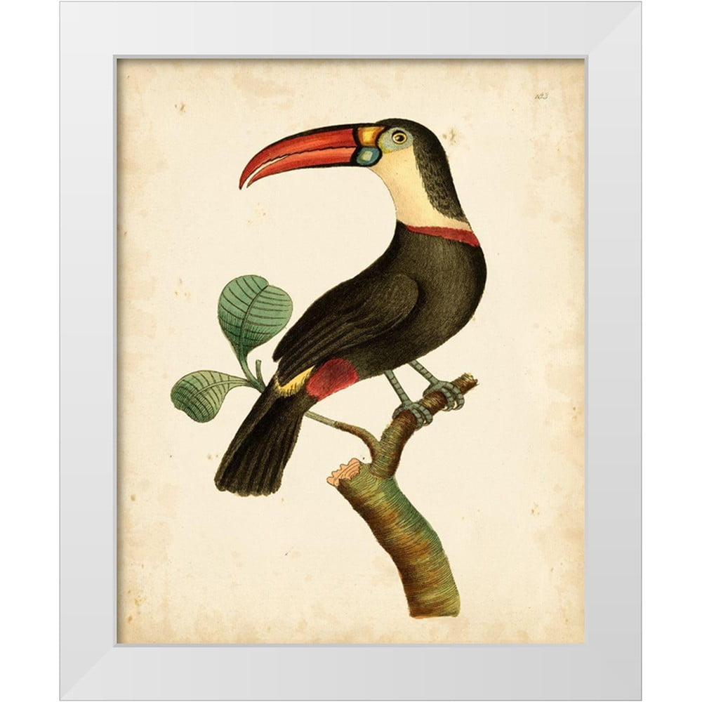 Nodder, Frederick P. 26x32 White Modern Wood Framed Museum Art Print ...