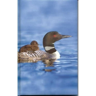 Nodin Press Blank Journals: Raccoon Blank Journal (Hardcover) - Walmart.com