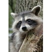 Nodin Press Blank Journals: Raccoon Blank Journal (Hardcover) - Walmart.com