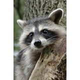 Nodin Press Blank Journals: Raccoon Blank Journal (Hardcover) - Walmart.com