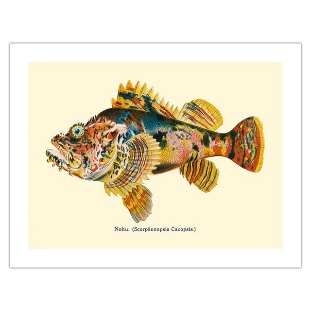 Nohu‘omakaha (Scorpaenopsis Diabolus) - Hawaiian Devil Scorpionfish ...