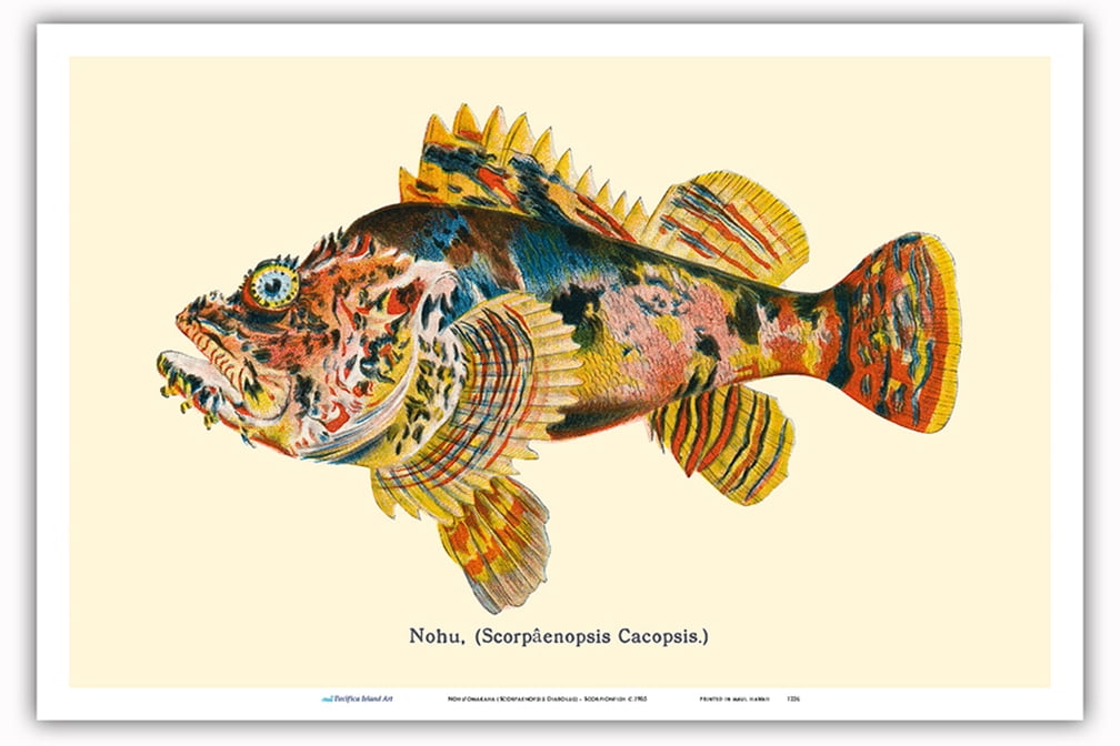 Nohu‘omakaha (Scorpaenopsis Diabolus) - Hawaiian Devil Scorpionfish ...