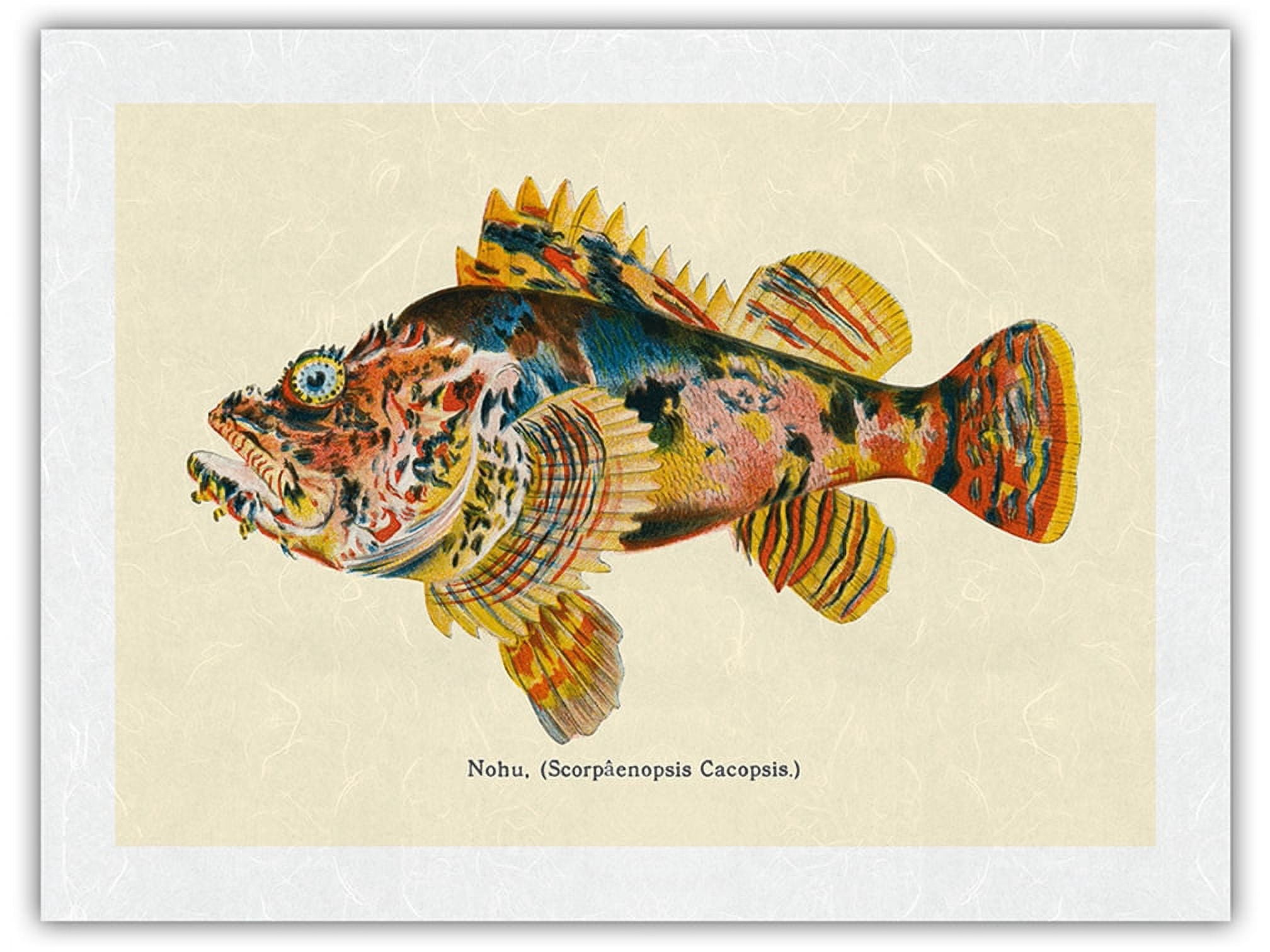 Nohu‘omakaha (Scorpaenopsis Diabolus) - Hawaiian Devil Scorpionfish ...