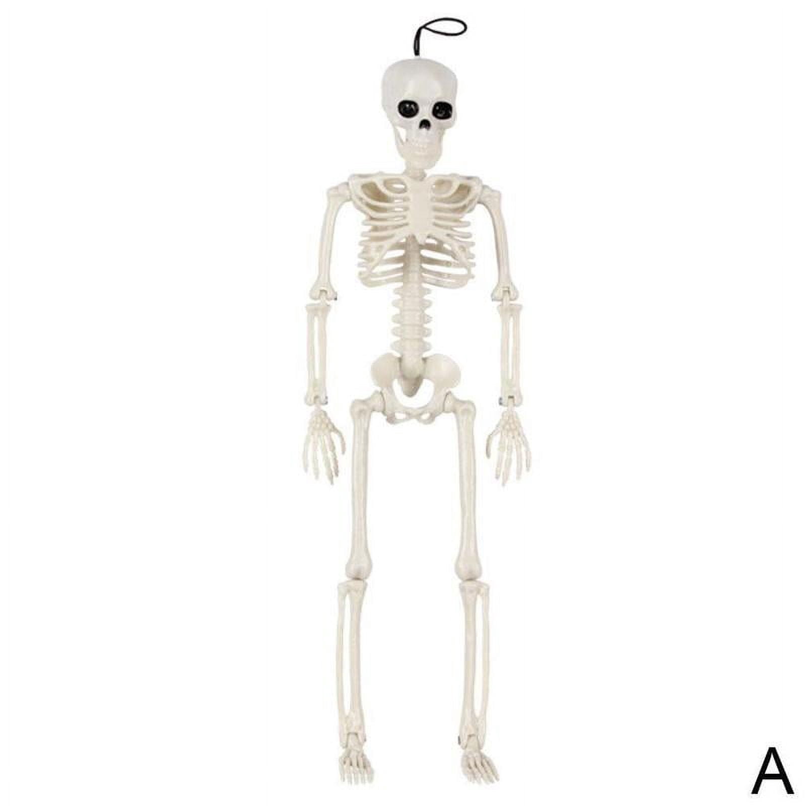 Nololo Large Poseable Full Life Size Human Skeleton Prop Halloween Home ...