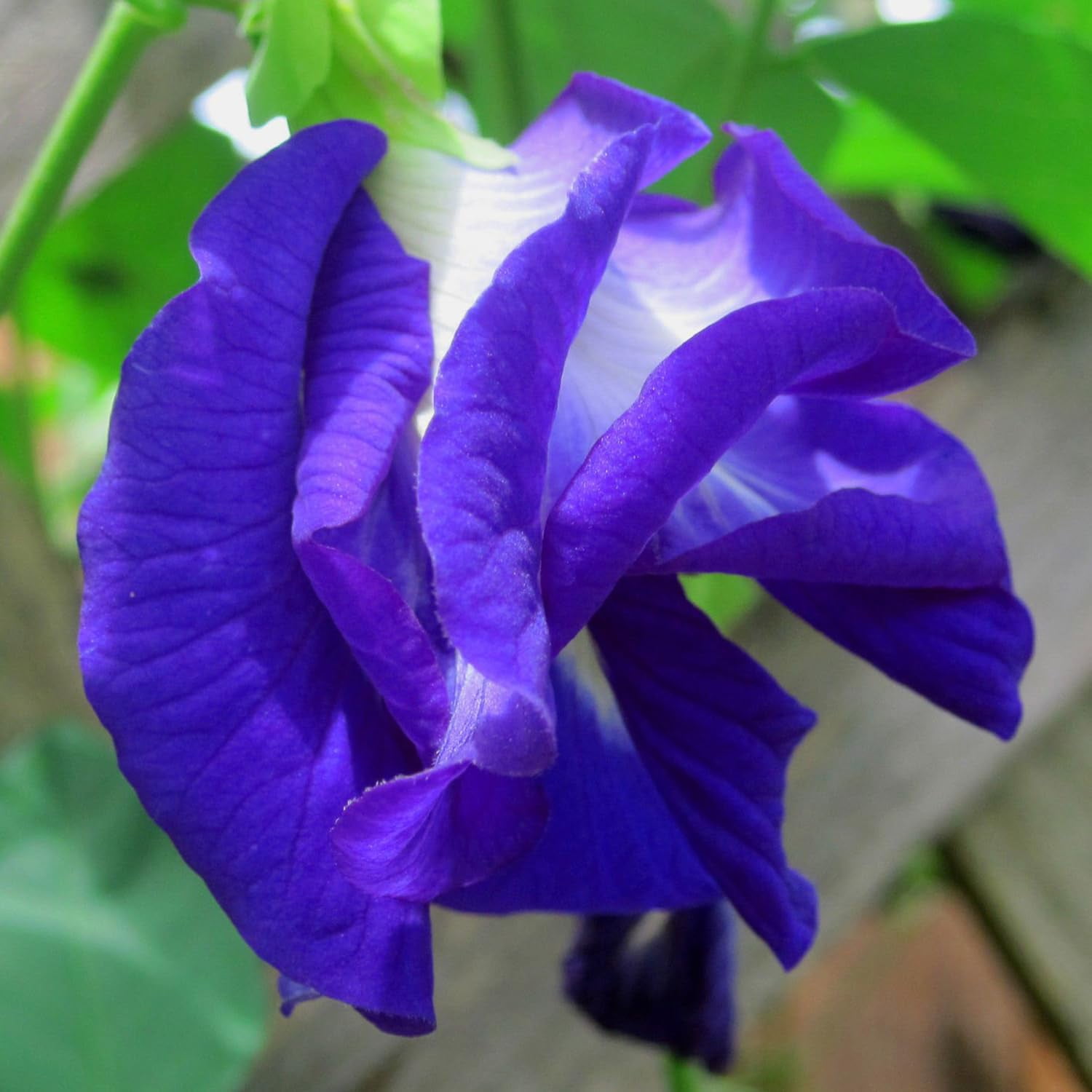 Non-GMO 100 Butterfly Pea Flower Seeds MVR1 -Mix Colour Seeds to Plant ...