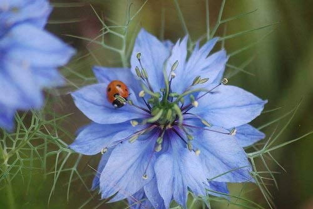 Non GMO Love in a Mist NSD3 Flower Seeds Nigella damascena (1 Lb) 224,000 Seeds - Walmart.com