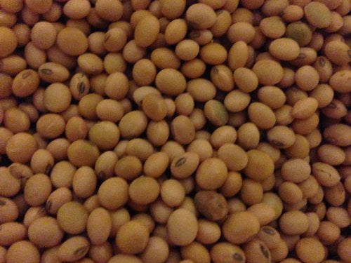 Non GMO Organic Soybeans - 20 lb - Walmart.com