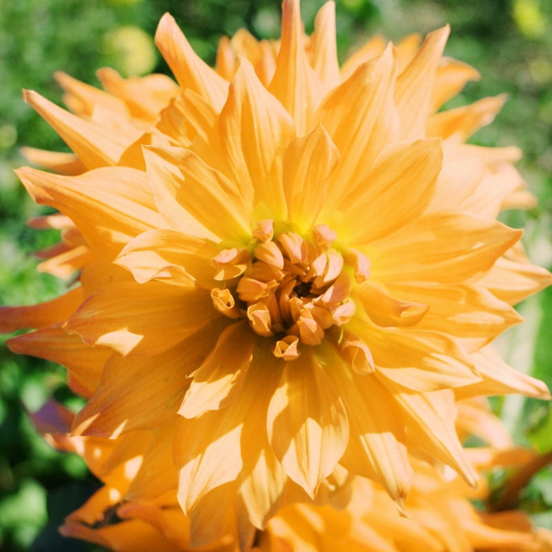 Noordwijks Glorie Dinnerplate Dahlia
