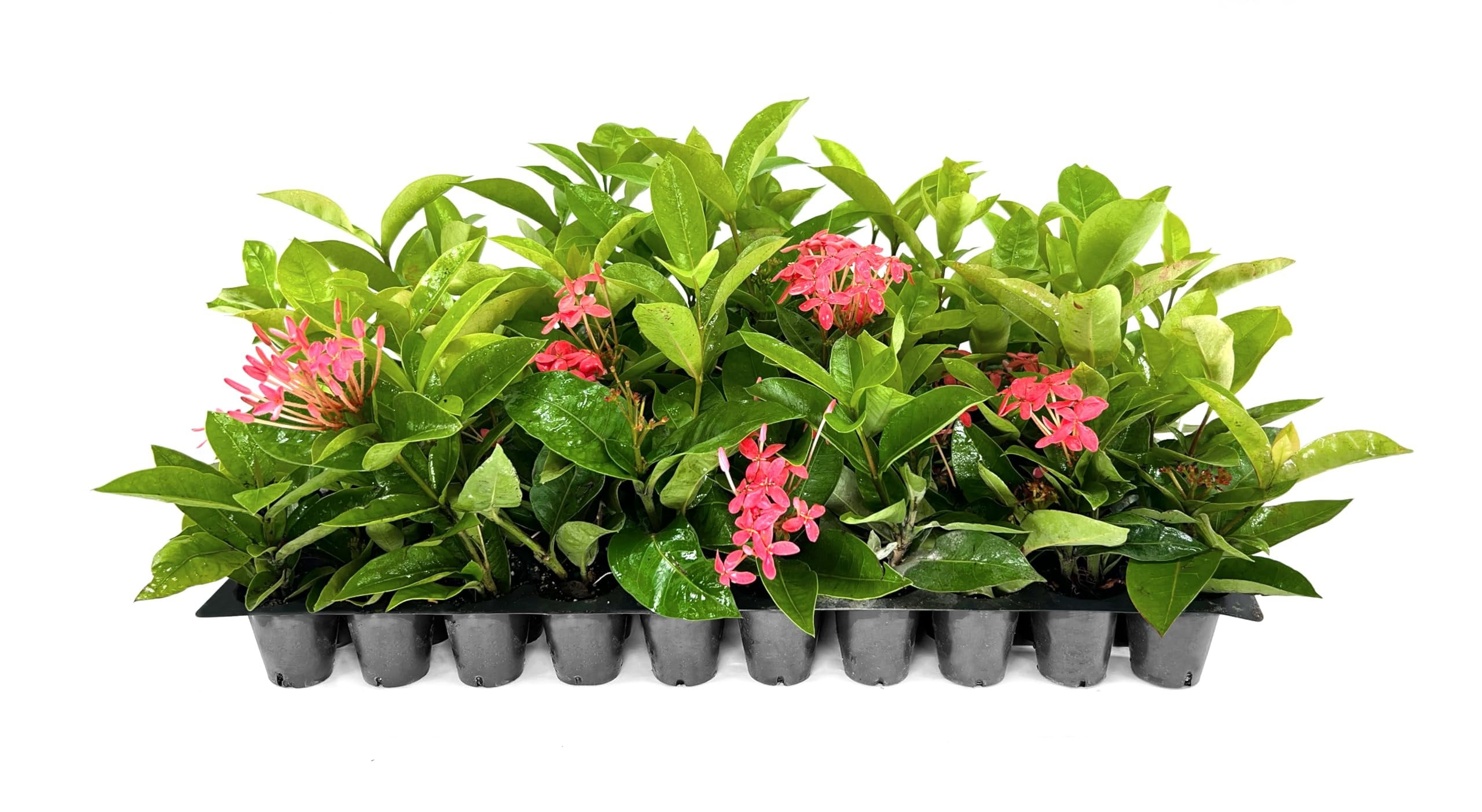 Florida Foliage Nora Grant Ixora Plant, 3 Live Shrubs, Vibrant Pink ...