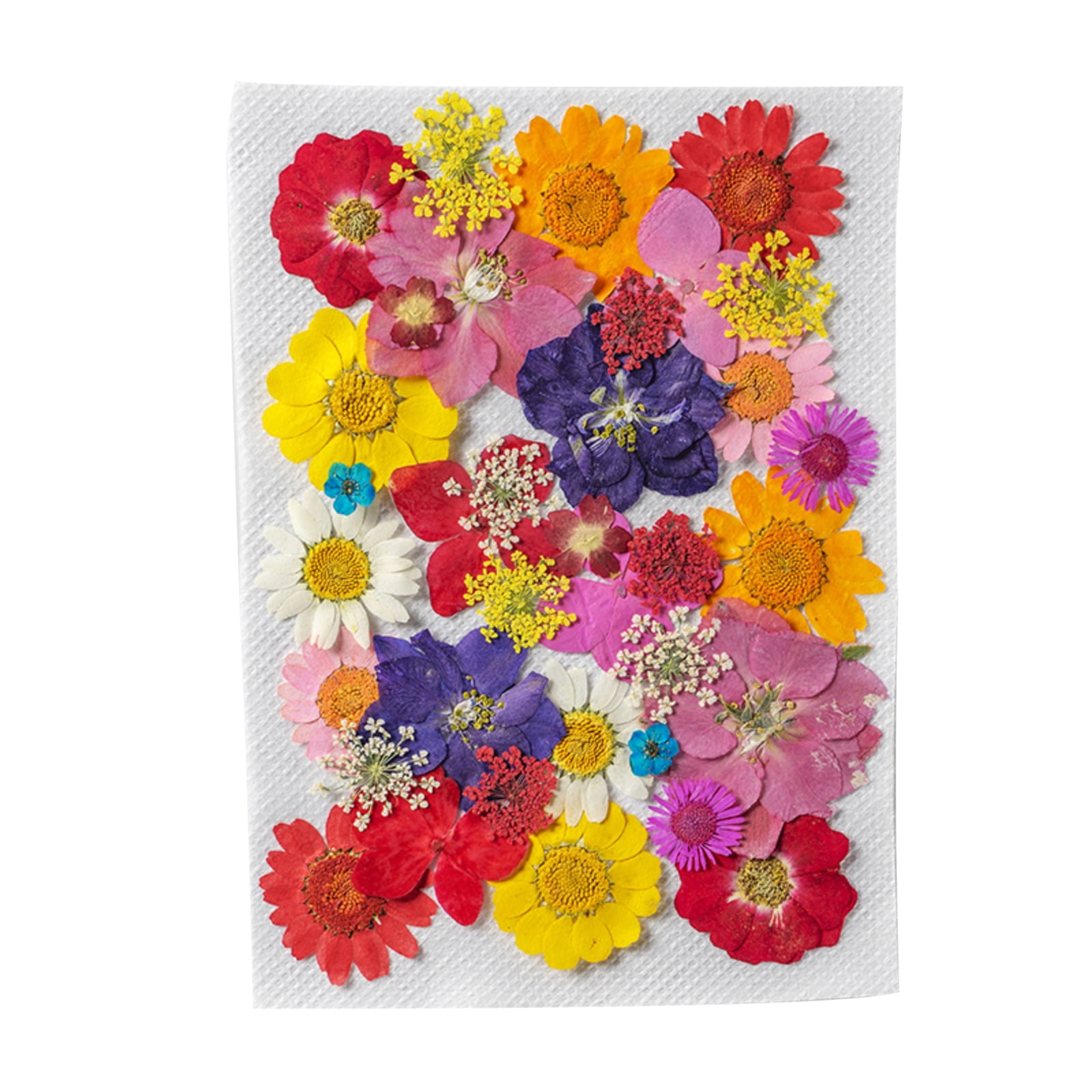 Norbi 70 Pcs Mix Dried Flowers For Resin Jewellery Dry Plants Pressed ...