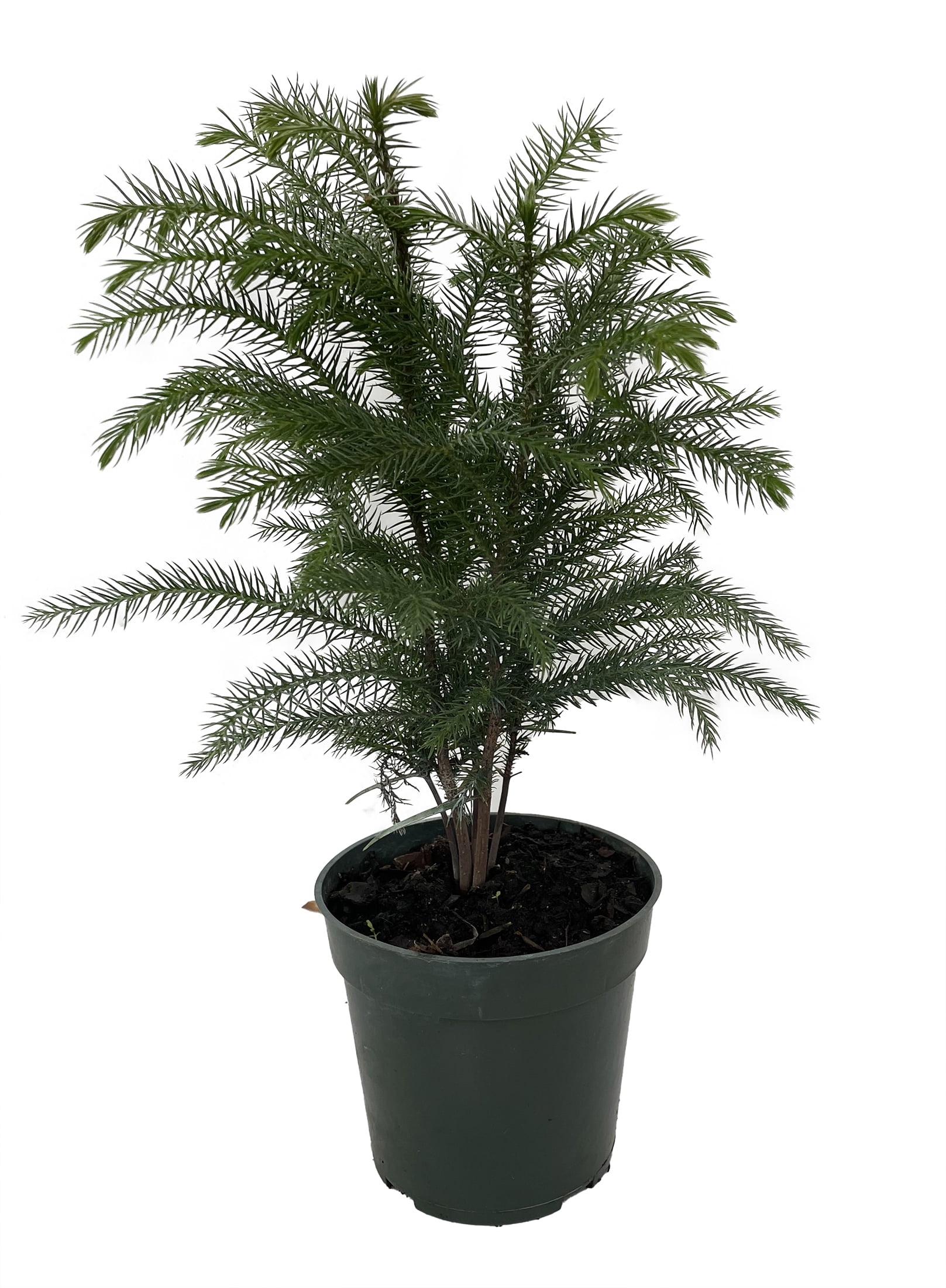 "Norfolk Island Pine: Live Indoor Evergreen Christmas Plant, Small Size ...