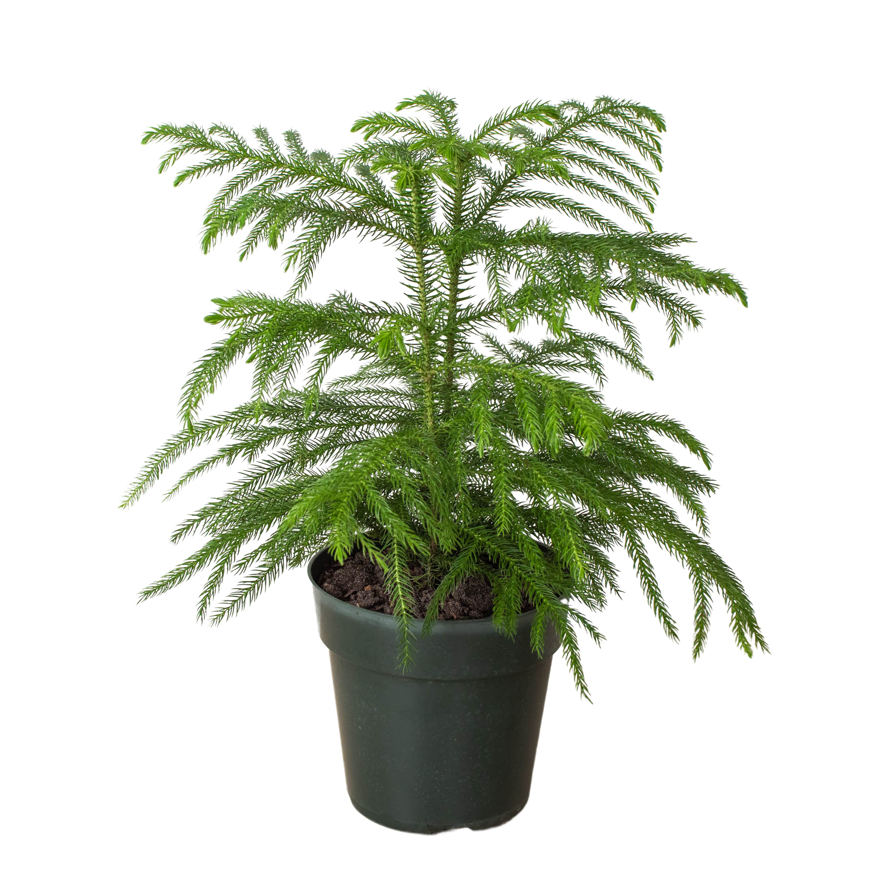 Norfolk 'Island Pine' in 6" Pot | Live Plant for Indoor | 12 - 22 inch ...