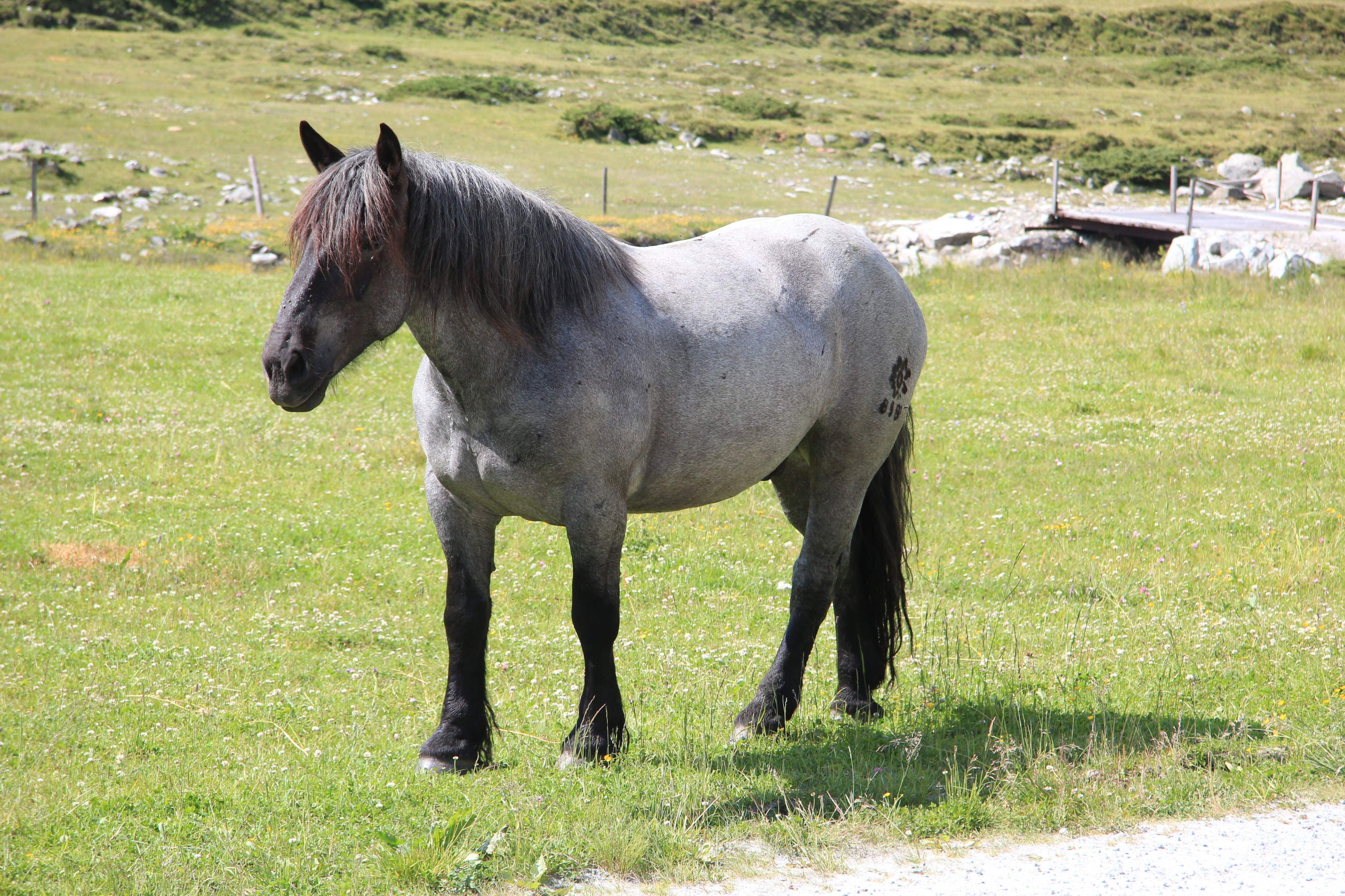 Noriker Horse Breed Austria GLOSSY POSTER PICTURE PHOTO PRINT BANNER ...