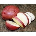 Norland Red Potato - 6 Seed Tubers - Walmart.com