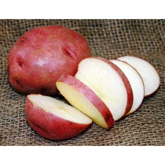Norland Red Potato - 6 Seed Tubers - Walmart.com