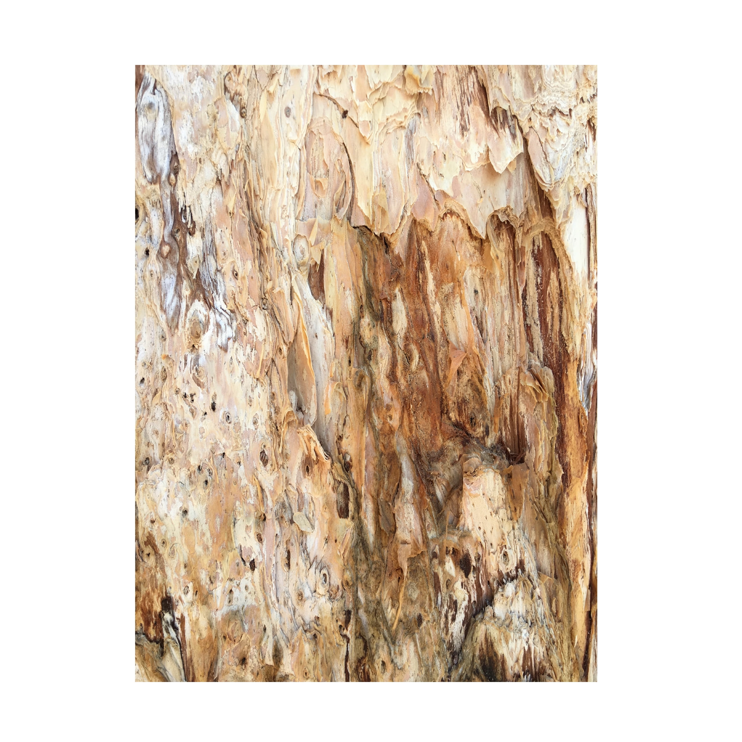 Norm Stelfox 'Tree Texture Triptych III' Canvas Art - Walmart Business ...