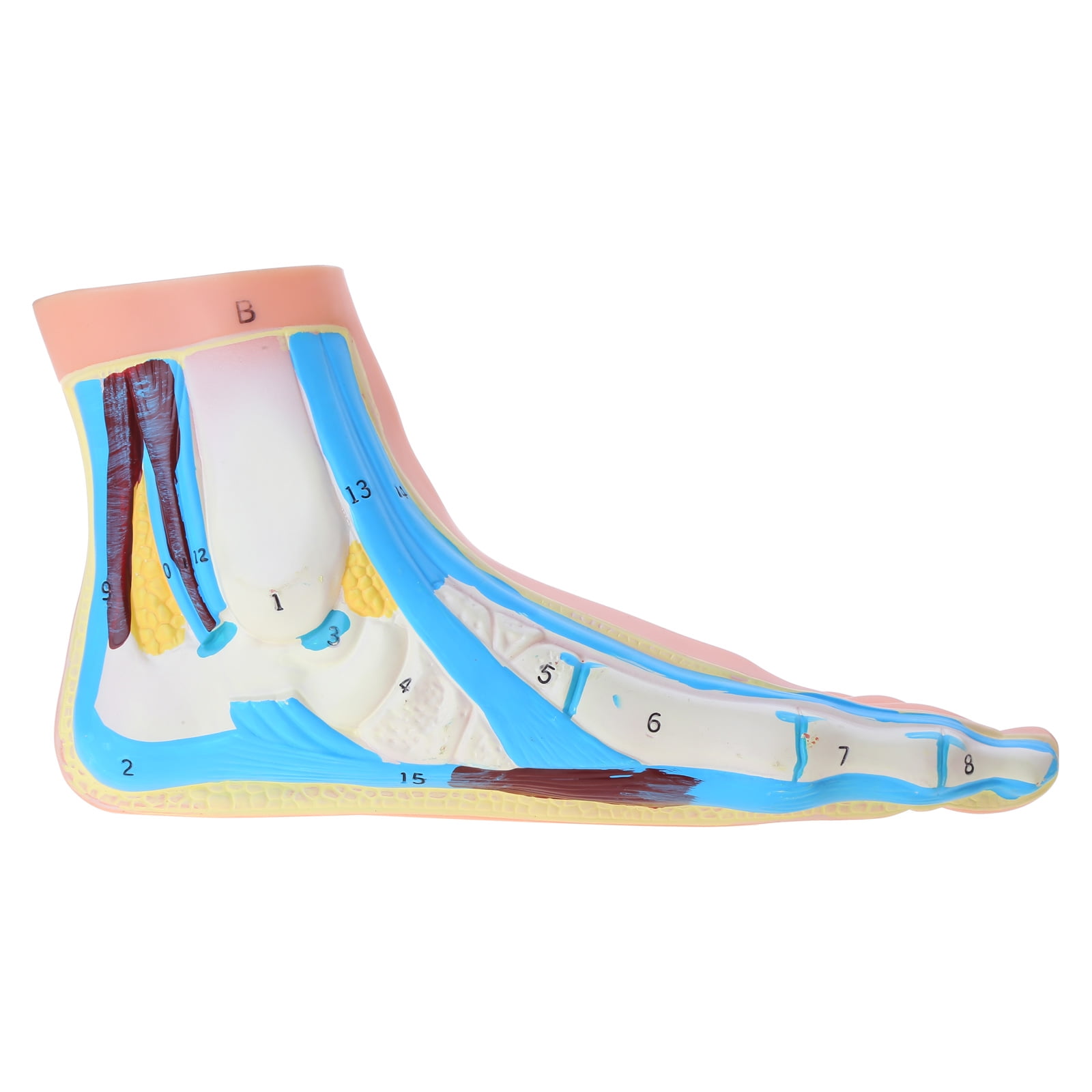 Normal/Flat/High Arched Foot Anatomy Model, Anatomical Human Foot Ankle ...