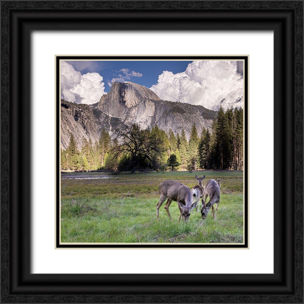 Norring, Tom 15x15 Black Ornate Wood Framed with Double Matting Museum Art Print Titled - Deer ...