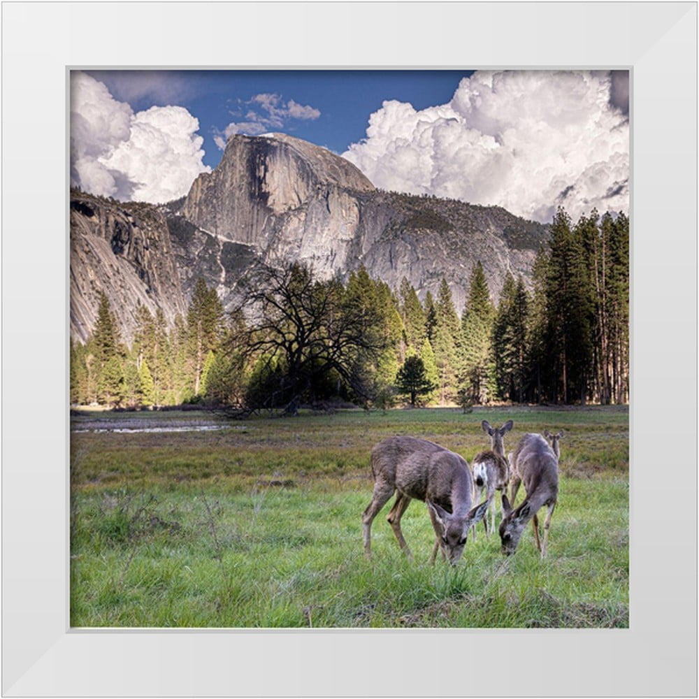Norring, Tom 15x15 White Modern Wood Framed Museum Art Print Titled - Deer in the Yosemite ...
