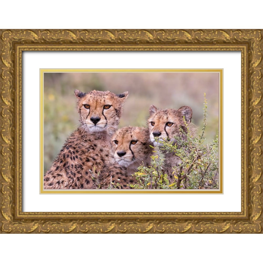 Norring, Tom 18x13 Gold Ornate Wood Framed with Double Matting Museum ...