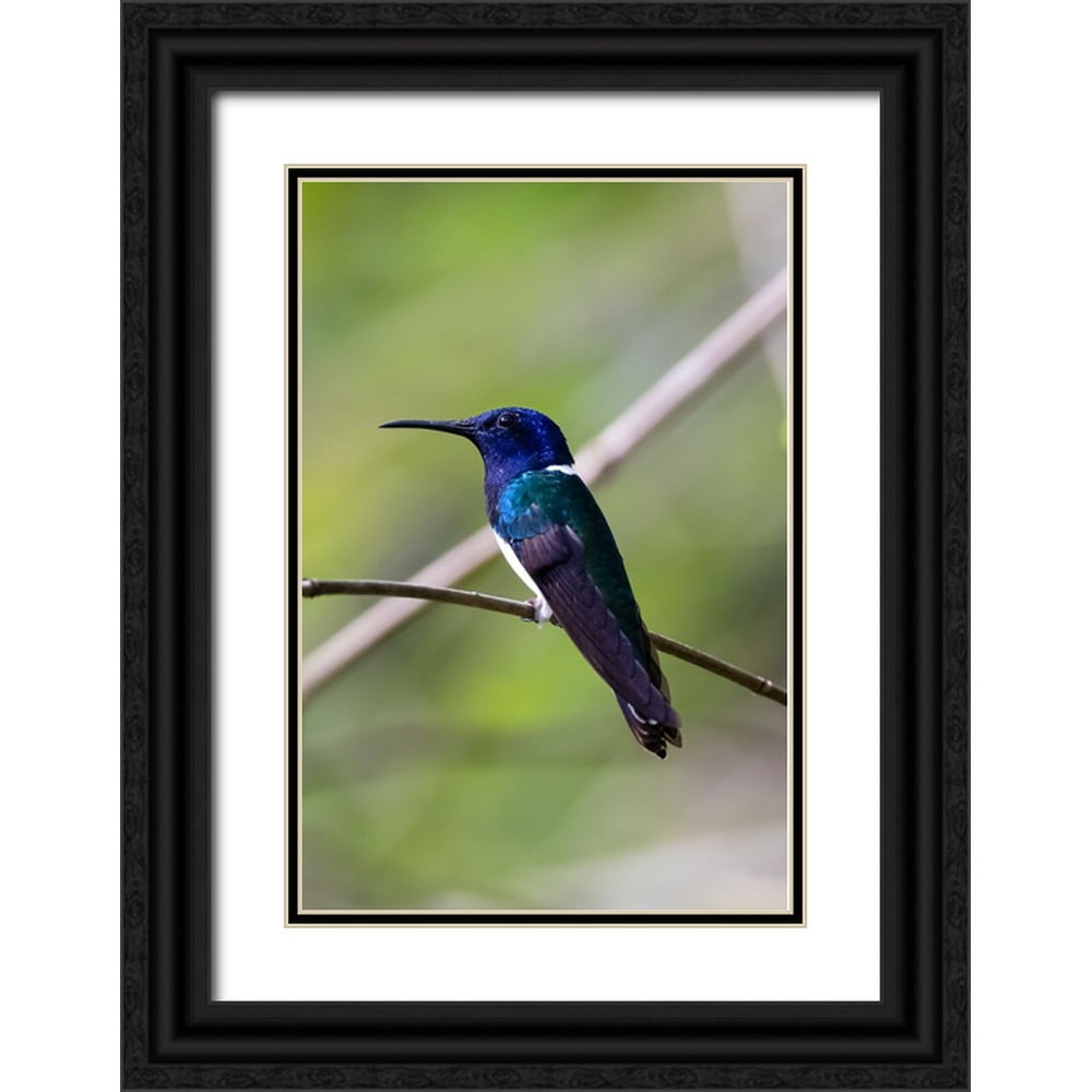 Norring, Tom 23x32 Black Ornate Wood Framed with Double Matting Museum ...