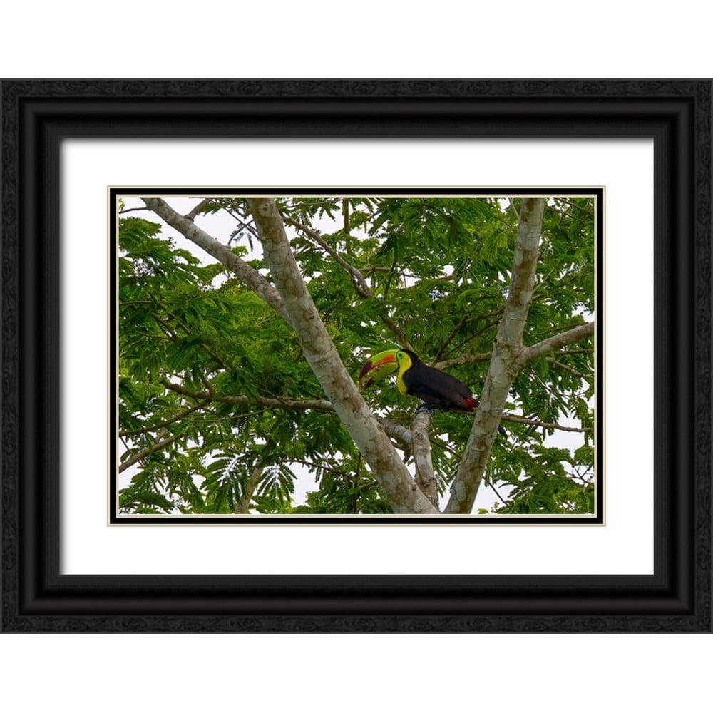 Norring, Tom 24x17 Black Ornate Wood Framed with Double Matting Museum ...