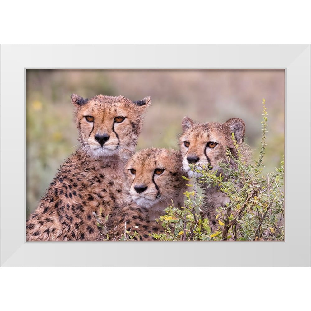 Norring, Tom 24x17 White Modern Wood Framed Museum Art Print Titled ...