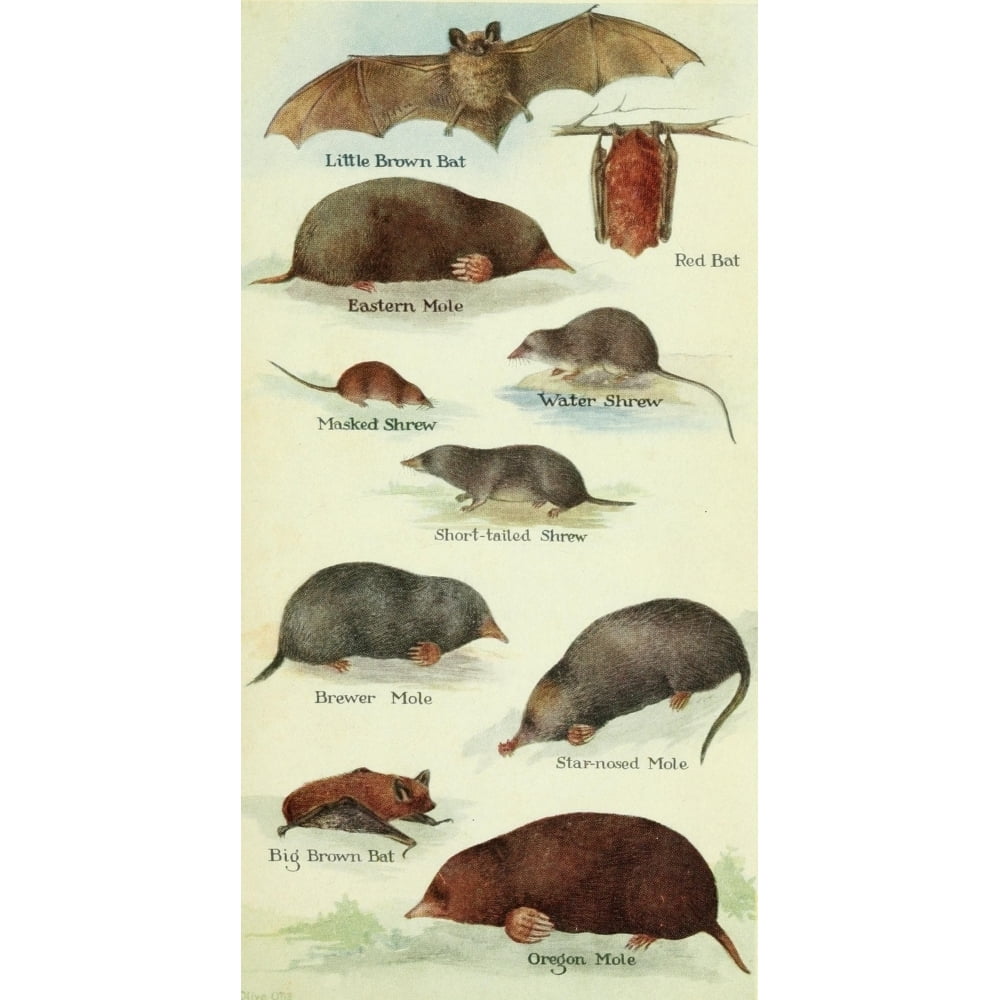 North American Mammals 1928 Shrews, Moles & Bats Poster Print by Olive ...