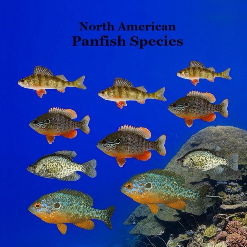 North American Panfish Species Kids Book - Walmart.com