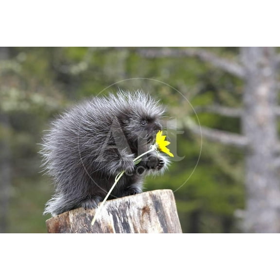Abutilon - Lime Mallow Pod - 1928 | Karl Blossfeldt | Premium Fine Art ...