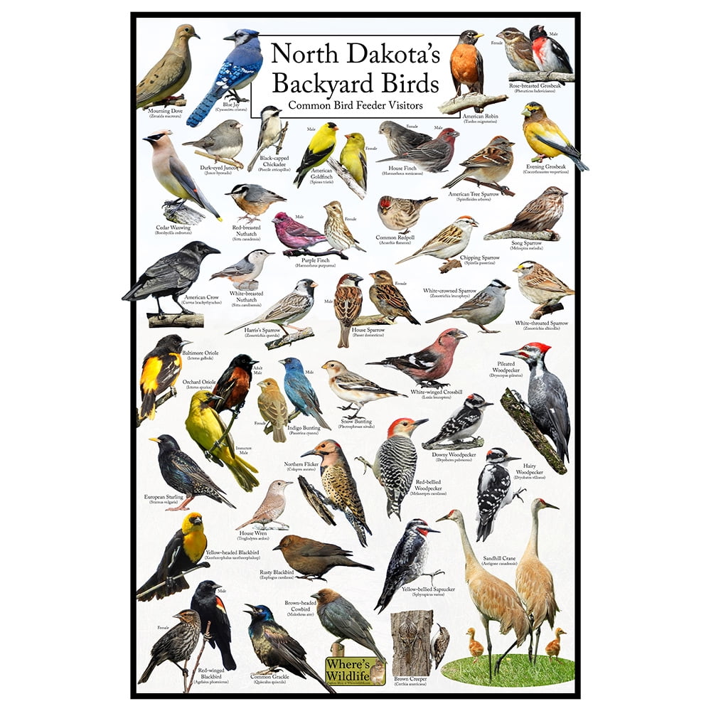 North Dakota S Backyard Birds Poster North Dakota Bird Chart