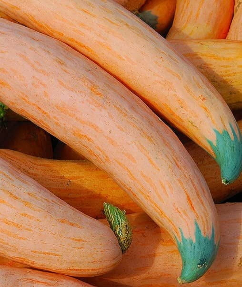 North Georgia Candy Roaster Seeds for Planting (10 Seeds) - Walmart.com