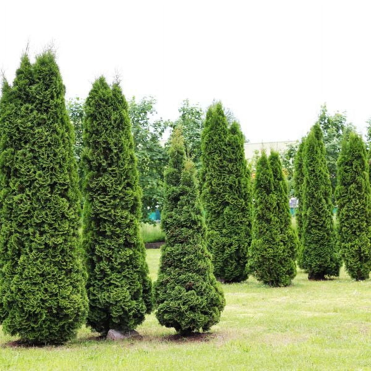 North Pole Arborvitae Live Plant 18-24" in Height in a #3 Container ...