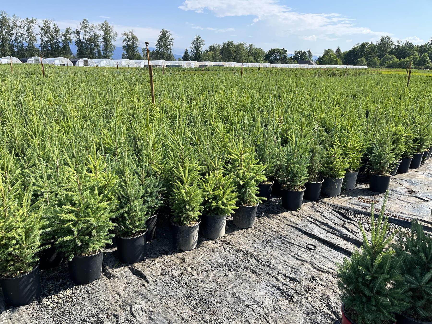 Holiday Time 3.0GL North Pole Spruce Potted Holiday Shrub in Decorative ...