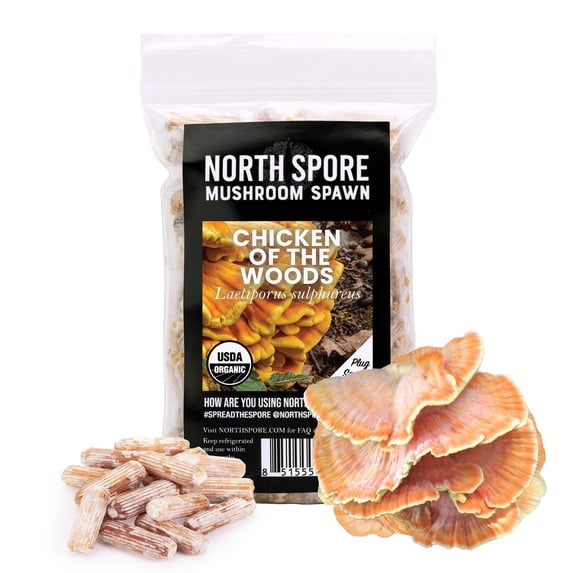 North Spore Organic Chicken of The Woods (100 ct) Mushroom Plugs for ...