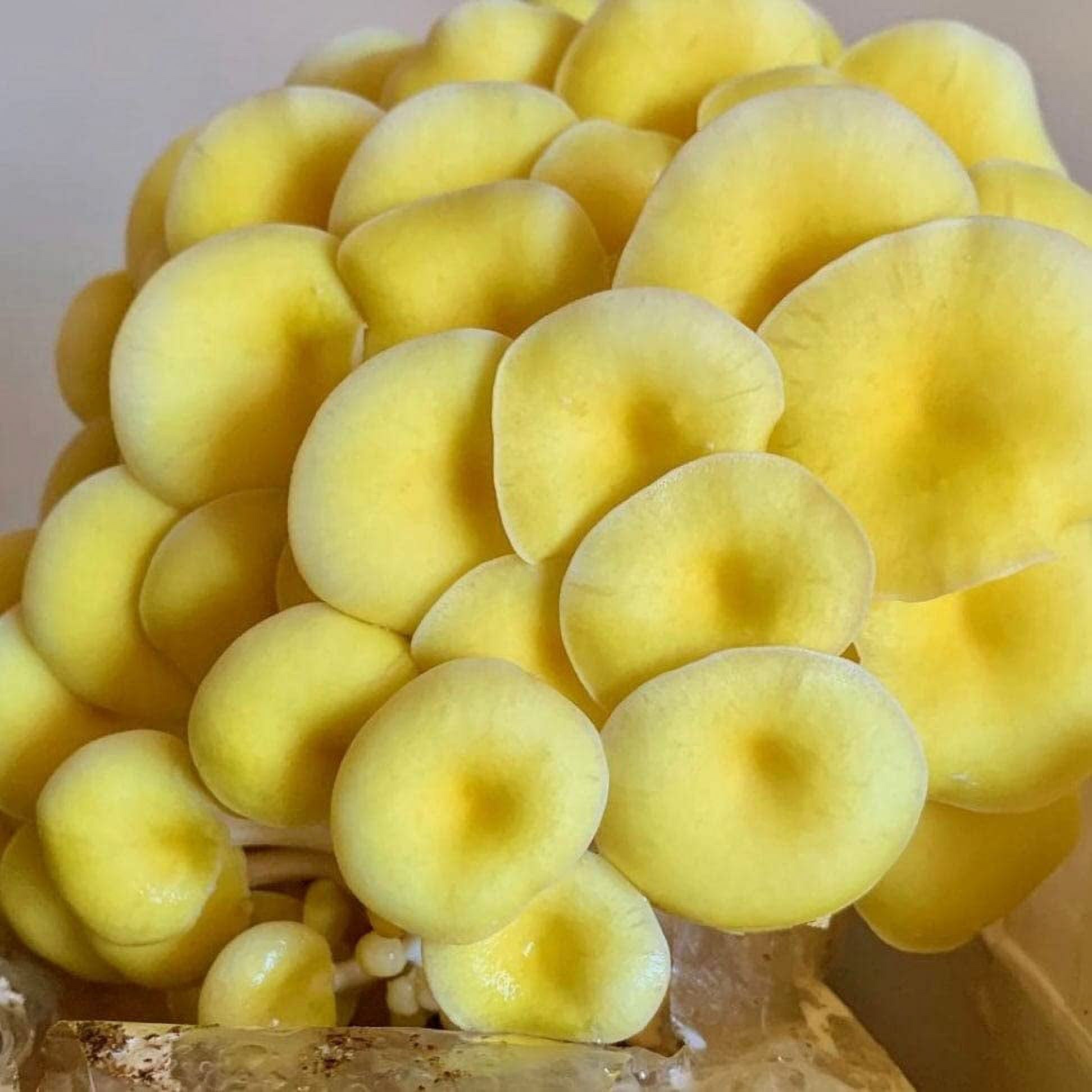 North Spore Organic Golden Oyster Mushroom Spray & Grow Kit (4 lbs ...